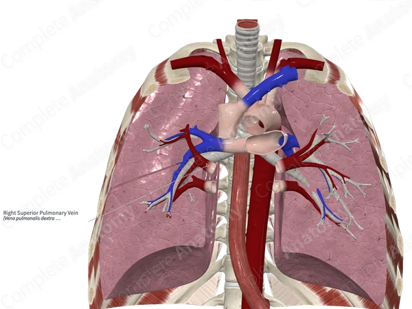 Pulmonary Veins Diagram Anatomy | Radiology Key