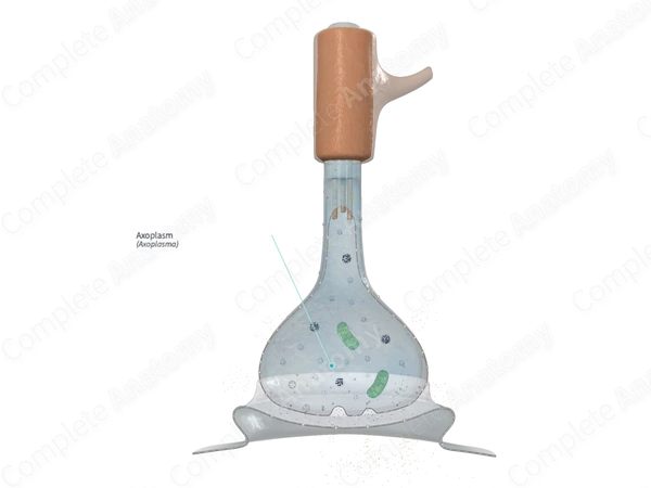 Axoplasm | Complete Anatomy
