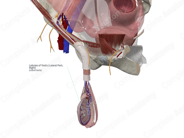 Lobules of Testis (Lateral Part; Right) | Complete Anatomy