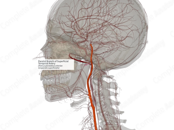 Parotid Branch of Superficial Temporal Artery (Left) | Complete Anatomy