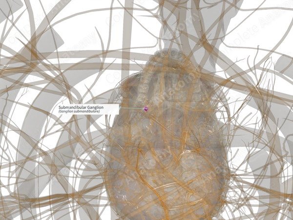 Submandibular Ganglion (Left) | Complete Anatomy