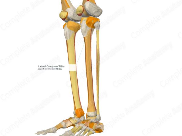 Lateral Condyle of Tibia | Complete Anatomy
