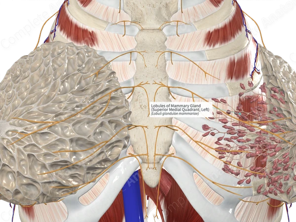 Lobules of Mammary Gland (Superior Medial Quadrant; Left) | Complete ...