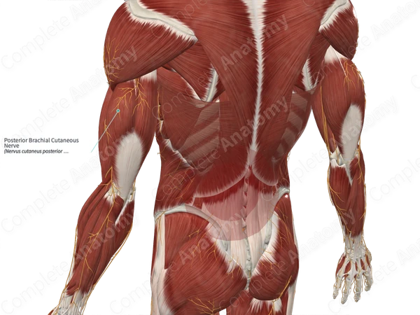 Posterior Brachial Cutaneous Nerve | Complete Anatomy