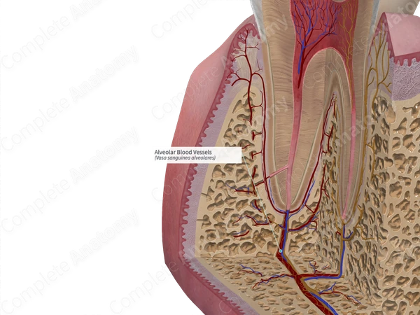 Alveolar Blood Vessels | Complete Anatomy