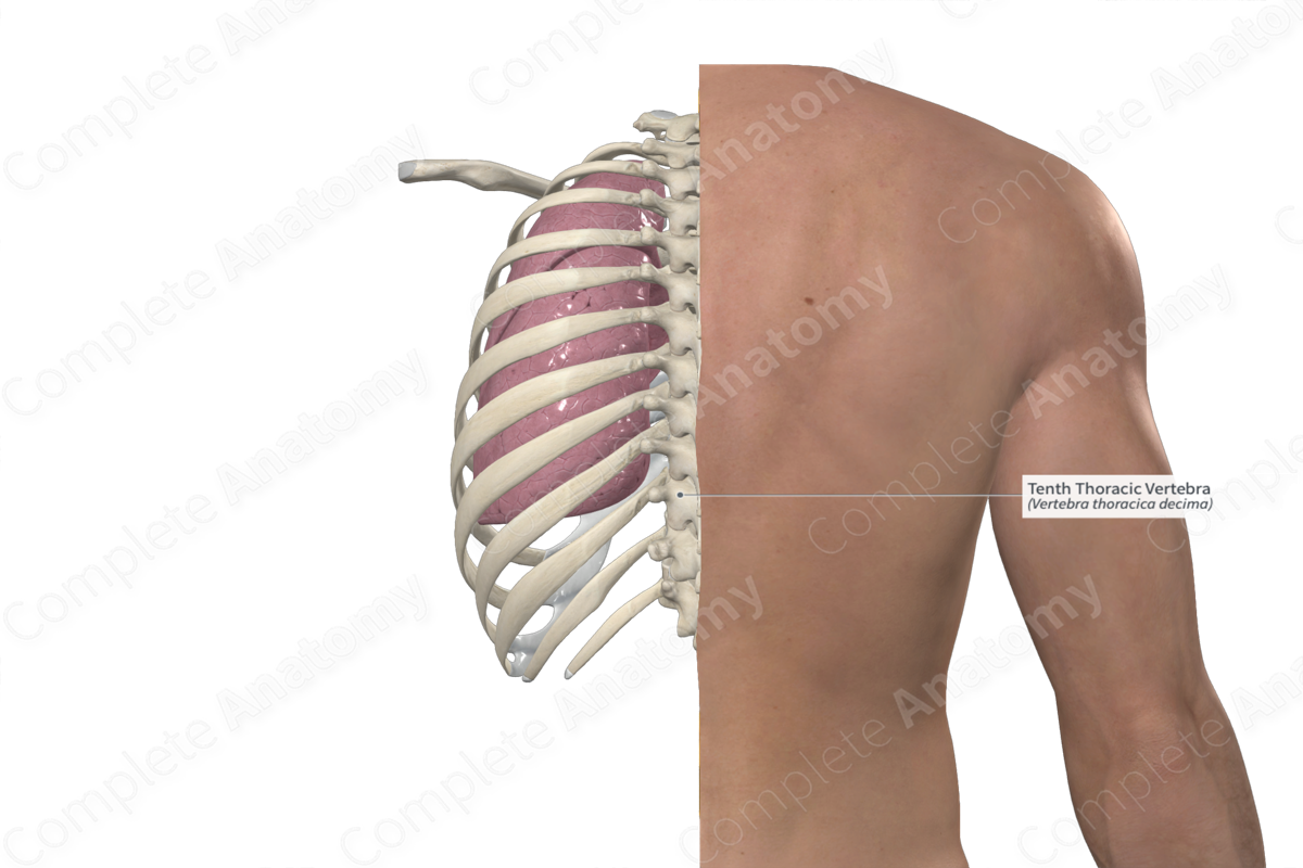 Tenth Thoracic Vertebra | Complete Anatomy Tenth Thoracic Vertebra | Complete Anatomy