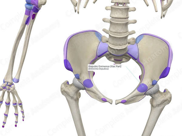 Iliopubic Eminence (Iliac Part) | Complete Anatomy