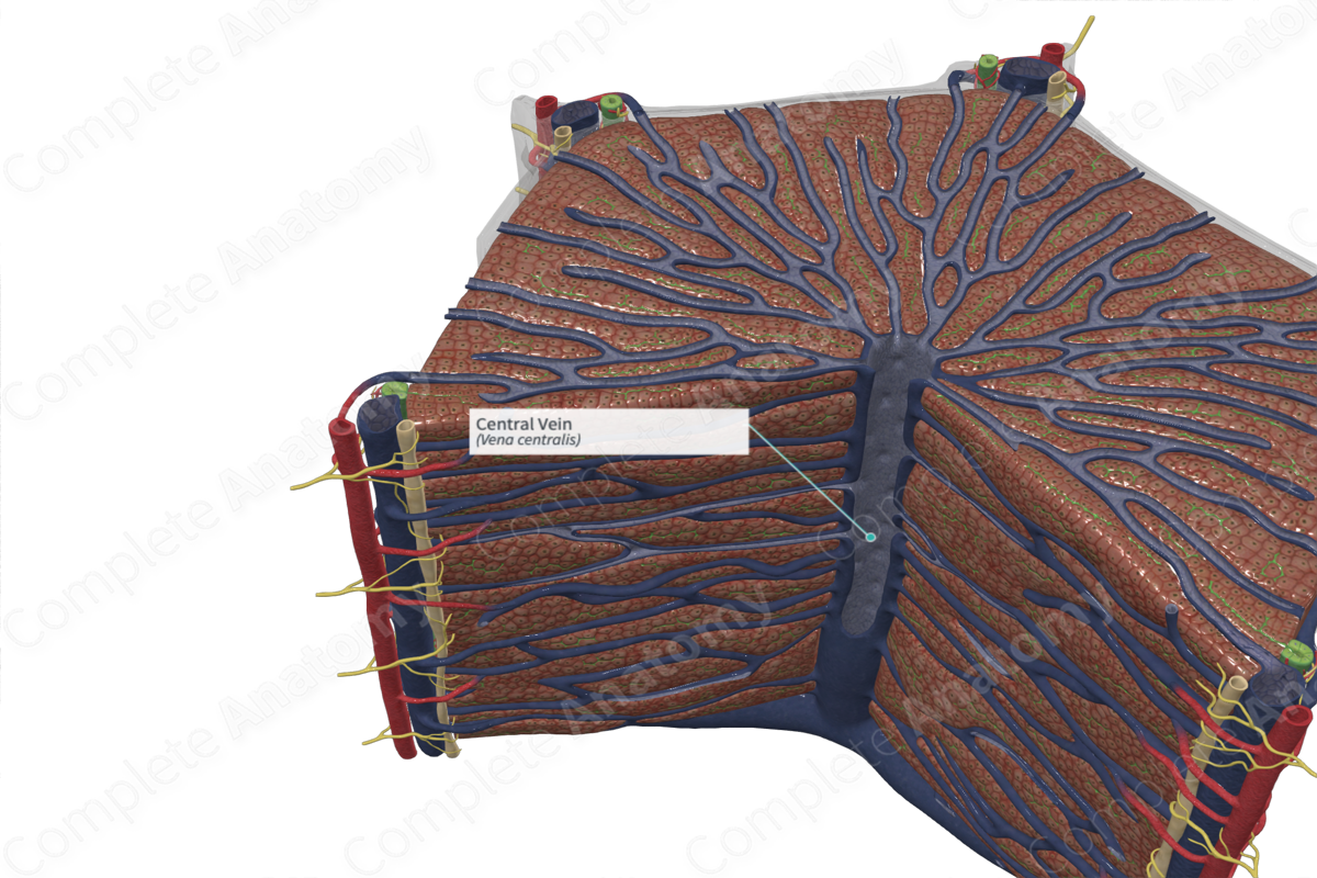 Central Vein Complete Anatomy