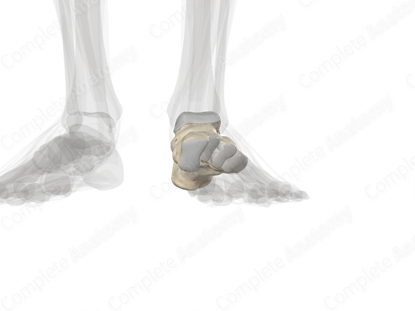 Tarsal Bones (Left) | Complete Anatomy