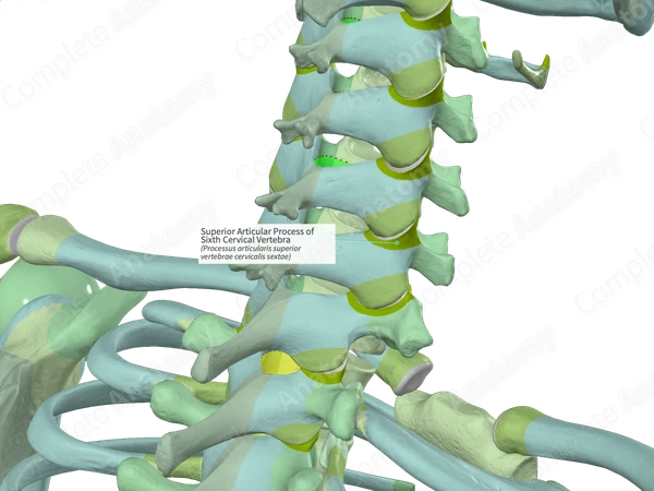 Superior Articular Process of Sixth Cervical Vertebra (Left) | Complete ...
