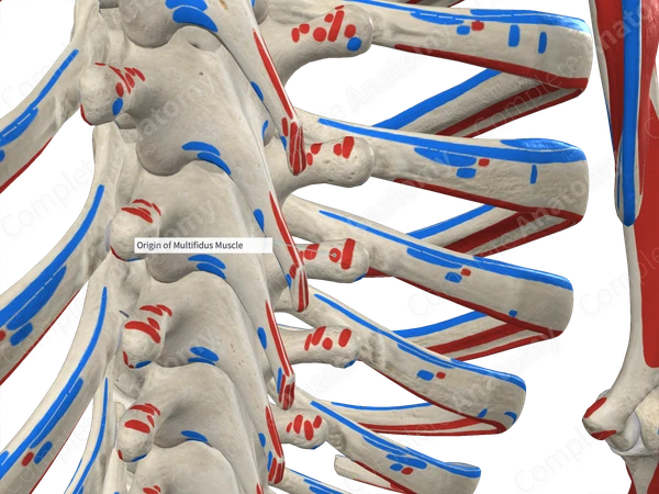 Origin of Multifidus Muscle | Complete Anatomy