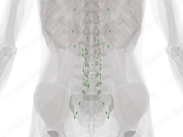 Parietal Abdominal Lymph Nodes | Complete Anatomy