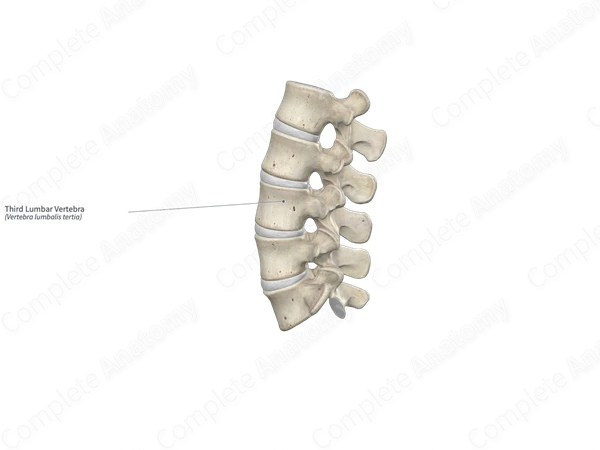 Third Lumbar Vertebra | Complete Anatomy