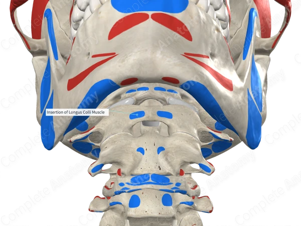 Insertion of Longus Colli Muscle | Complete Anatomy