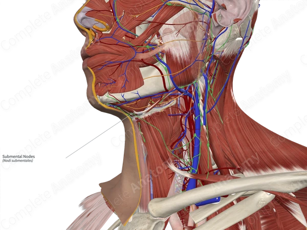 Submental Nodes | Complete Anatomy