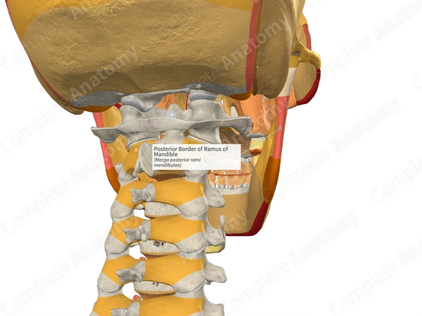 Posterior Border of Ramus of Mandible (Right) | Complete Anatomy