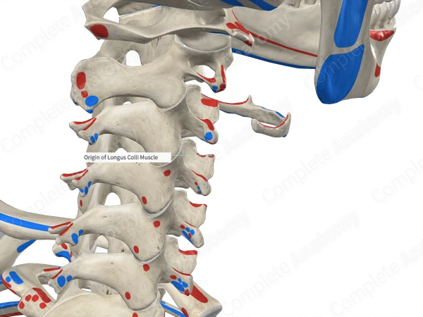 Origin of Longus Colli Muscle | Complete Anatomy