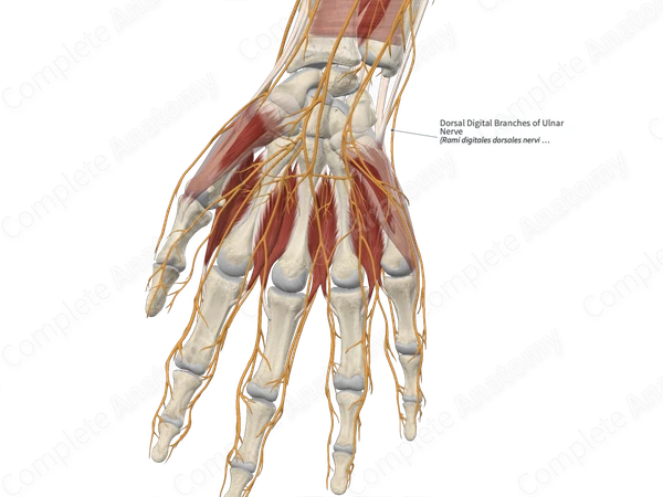 Dorsal Digital Branches of Ulnar Nerve | Complete Anatomy