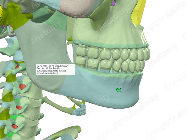 Cervical Line of Mandibular Second Molar Tooth | Complete Anatomy