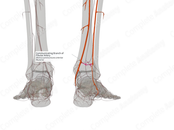 Communicating Branch of Fibular Artery (Right) | Complete Anatomy