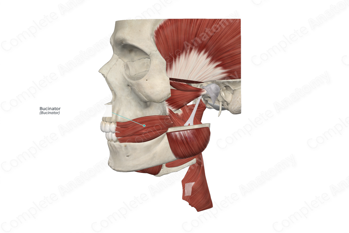 Bucinator | Complete Anatomy