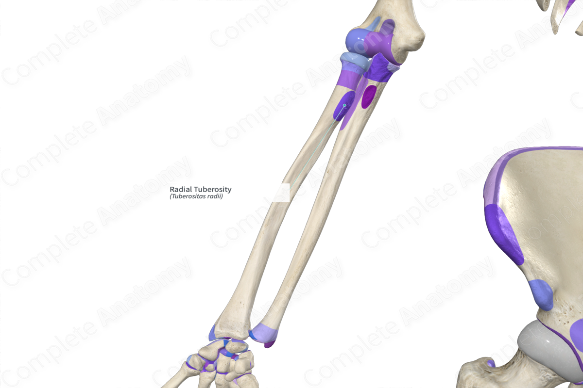 Radial Tuberosity Complete Anatomy