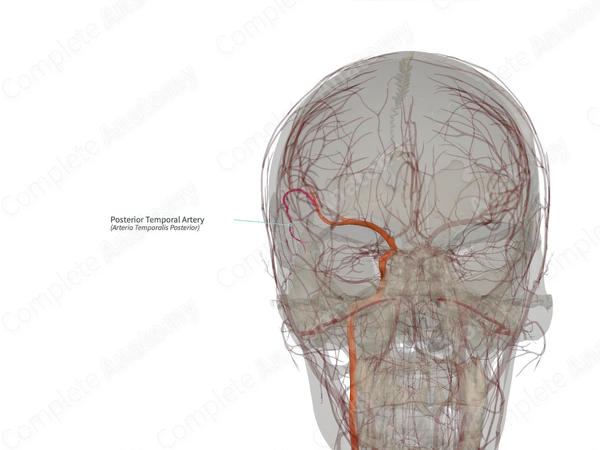 Posterior Temporal Artery (Right) | Complete Anatomy