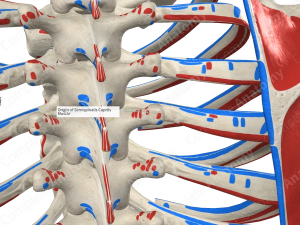 Origin of Semispinalis Capitis Muscle | Complete Anatomy
