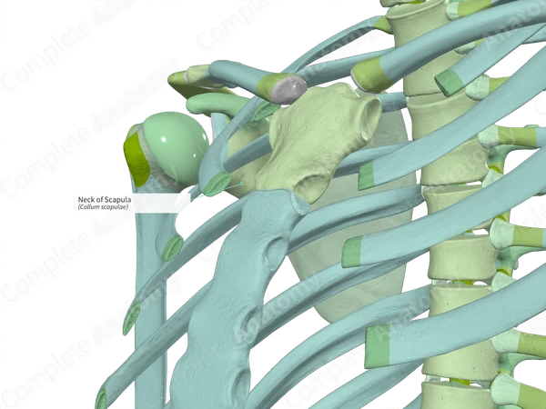 Neck of Scapula | Complete Anatomy