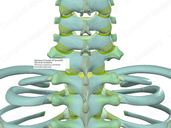 Spinous Process of Seventh Cervical Vertebra | Complete Anatomy