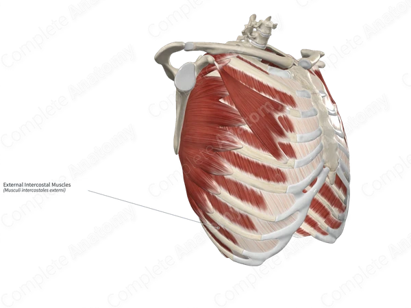 Musculo Intercostal Externo