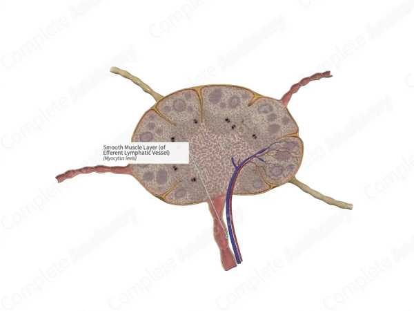 Smooth Muscle Layer (of Efferent Lymphatic Vessel) | Complete Anatomy