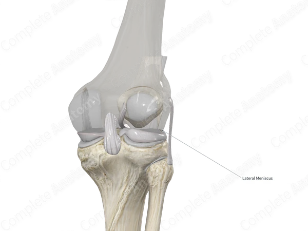 Lateral Meniscus of Knee Joint | Complete Anatomy
