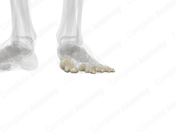 Phalanges of Foot (Left) | Complete Anatomy