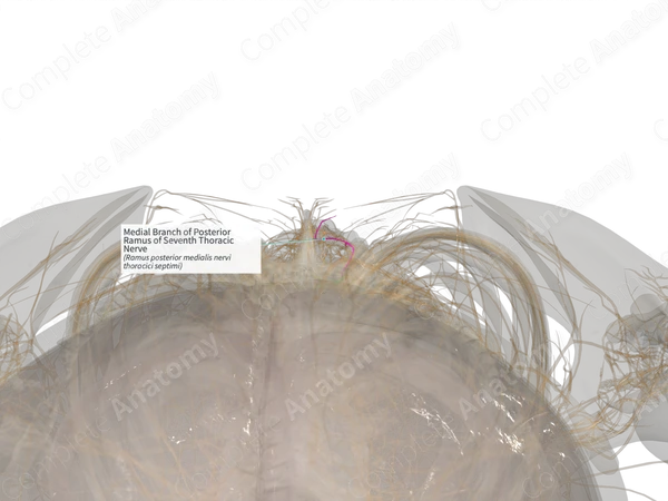 Medial Branch of Posterior Ramus of Seventh Thoracic Nerve (Right ...