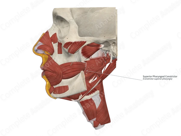 Superior Pharyngeal Constrictor | Complete Anatomy