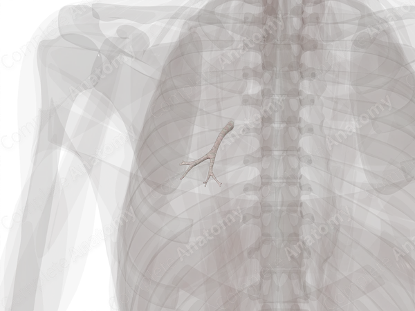 Bronchi of Middle Lobe of Right Lung | Complete Anatomy