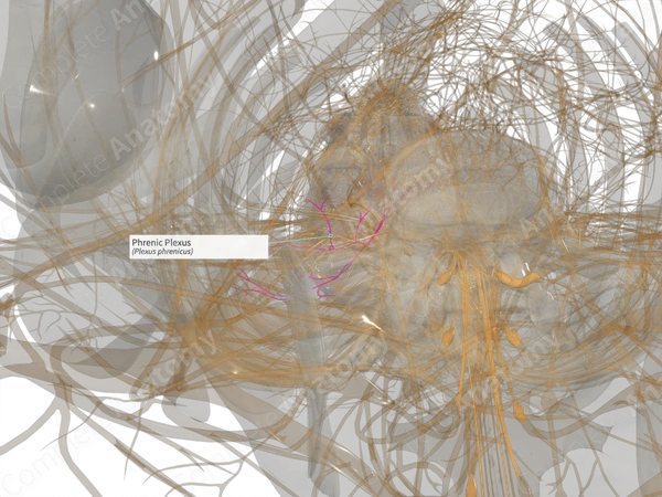 Phrenic Plexus (Left) | Complete Anatomy