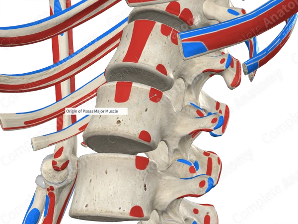 Origin of Psoas Major Muscle | Complete Anatomy
