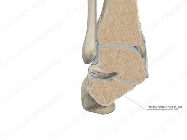 Talus Musculoskeletal Skeletal Anatomyzone