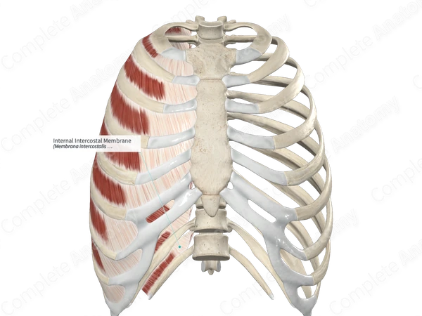 Internal Intercostal Membrane | Complete Anatomy