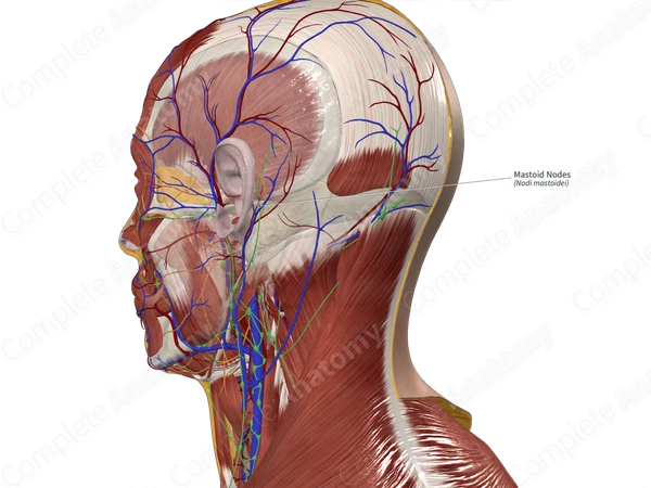 Mastoid Nodes | Complete Anatomy
