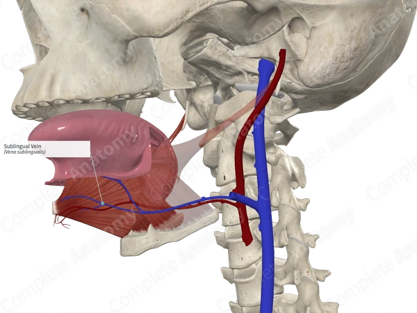 Sublingual Vein | Complete Anatomy