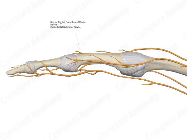 Radial Digital Nerve