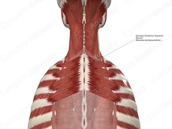 Serratus Posterior Superior Muscle | Complete Anatomy