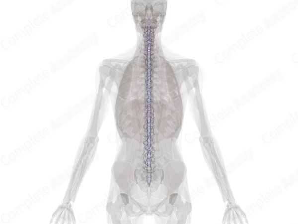 Vertebral Venous Plexus | Complete Anatomy