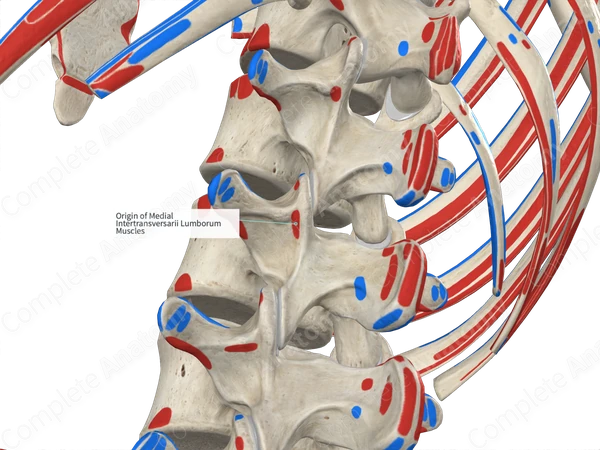 Origin of Medial Intertransversarii Lumborum Muscles | Complete Anatomy