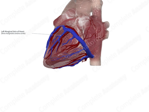 Left Marginal Vein of Heart | Complete Anatomy