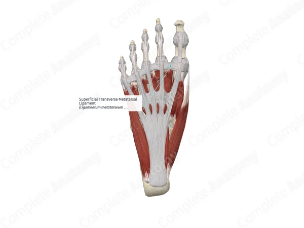 Superficial Transverse Metatarsal Ligament | Complete Anatomy