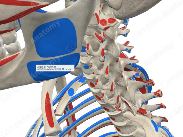 Origin of Anterior Intertransversarii Colli Muscles | Complete Anatomy